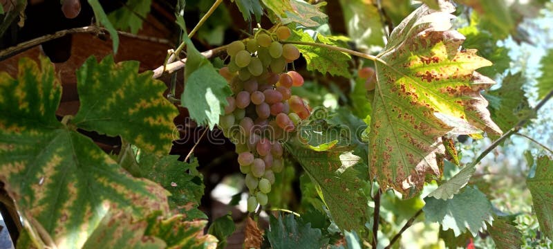 Panoramic Shot of Ripe Grapes on Vines in a Vineyard Stock Photo ...