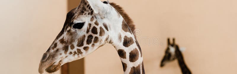 Panoramic Shot of Tall Giraffes with Stock Image - Image of daylight ...