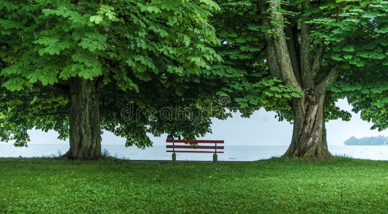 Panoramic Shot of Trees on the Greenery with a Bench in the Middle and ...