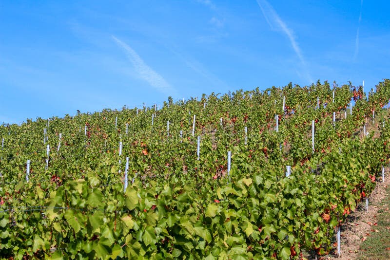 Panoramic Shot of Vineyard on a Clear Sky Background Stock Image ...