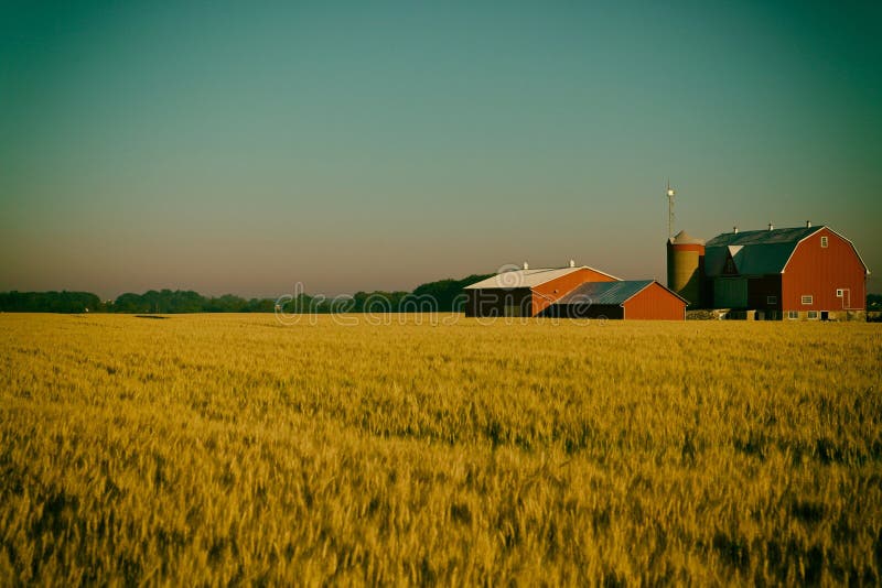 Panoramic Shot of a Wheat Field with a Barn in the Background Stock ...