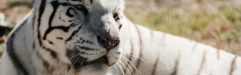 Panoramic Shot of White Tiger Lying Stock Photo - Image of daytime ...