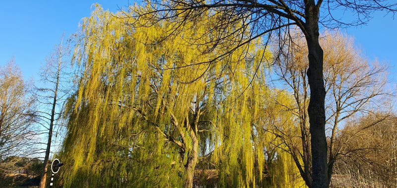 Willow with autumn leaves, stock image. Image of field - 102754019