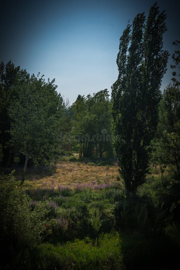 Rivera of the River in Spring Stock Photo - Image of alley, leaves ...