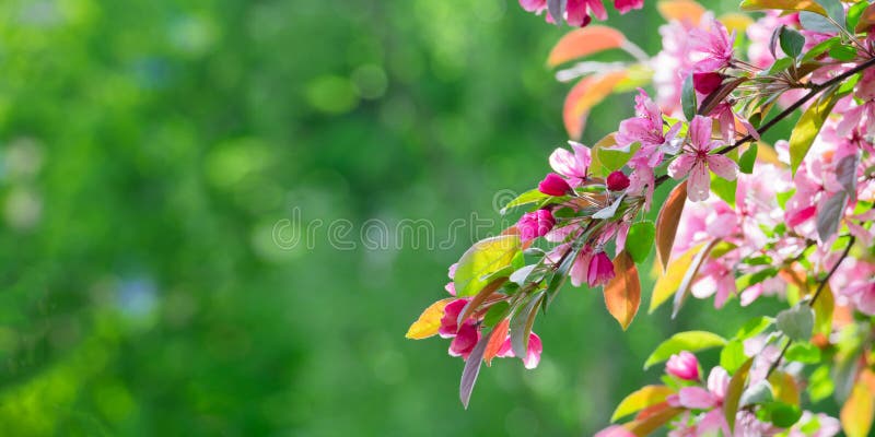 Panoramic Sky with Spring Flowers Flying Around Leafs and Pigeons Stock ...