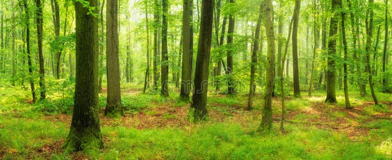 Sunny Green Forest of Beech and Oak Trees Stock Photo - Image of mystic ...
