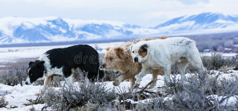 Panoramic of Three Mountain Dogs Stock Photo - Image of friend ...