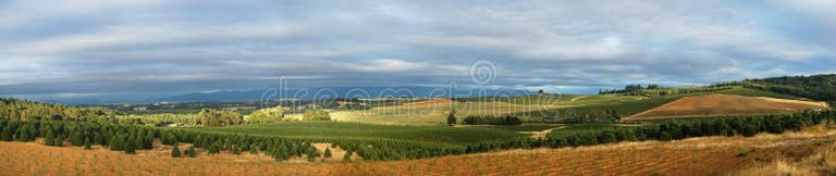Panoramic tree farm stock image. Image of landscape, scape - 5976007