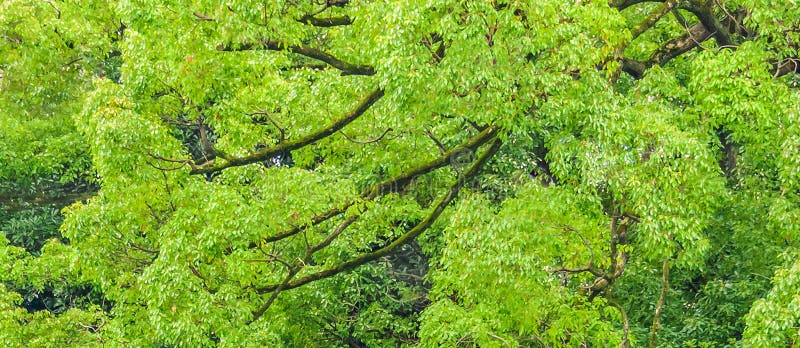 Panoramic Tree Landscape stock image. Image of plants - 174583745