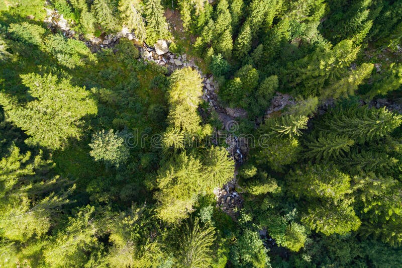 Panoramic with trees stock photo. Image of flora, fresh - 189683476