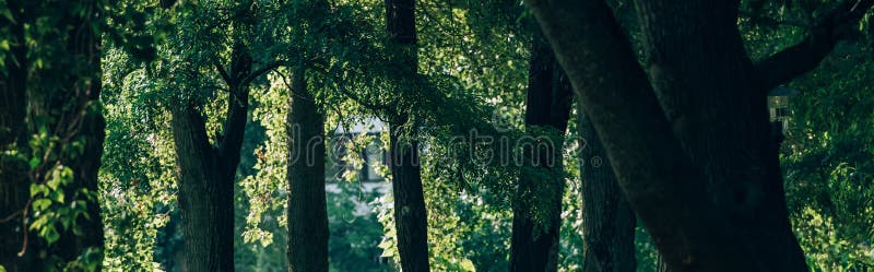 Panoramic of Trees and Ferns among the Vegetation of the Forest Stock ...