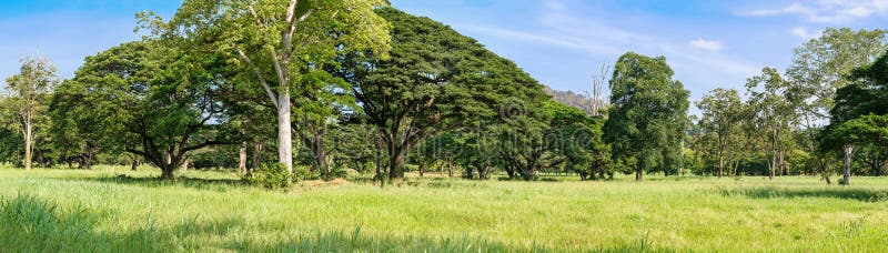 Panoramic Tropical Rain Forest Stock Image - Image of panoramic ...