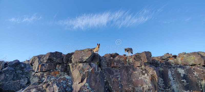 Panoramic of Two Wolves Standing on Top of a Rugged Cliff Against the ...