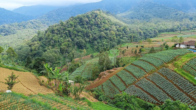 Landscape of Vegetable Plantations Terraced at the Foot of the Hills ...
