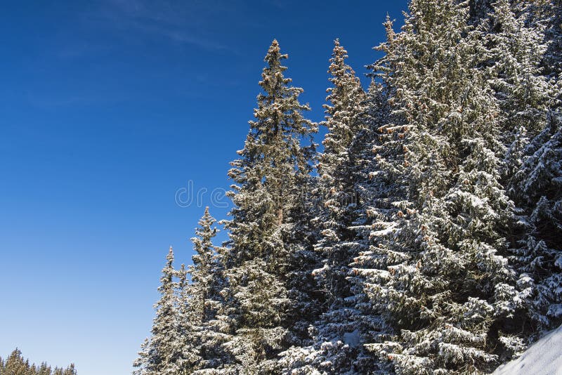 Panoramic View of Alpine Mountain Coniferous Trees Stock Image - Image ...