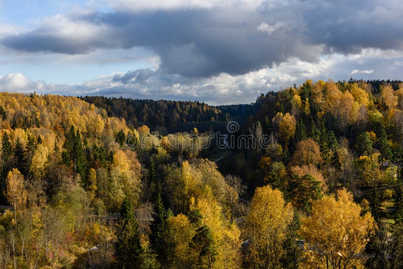 Panoramic View of Autumn Forest Stock Photo - Image of pines, green ...