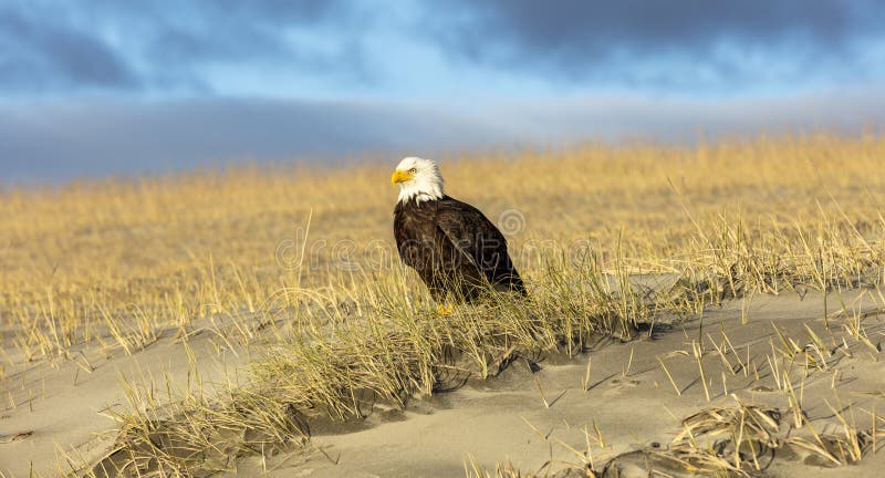 Panoramic View of a Bald Eagle at the Beach Stock Photo - Image of ...
