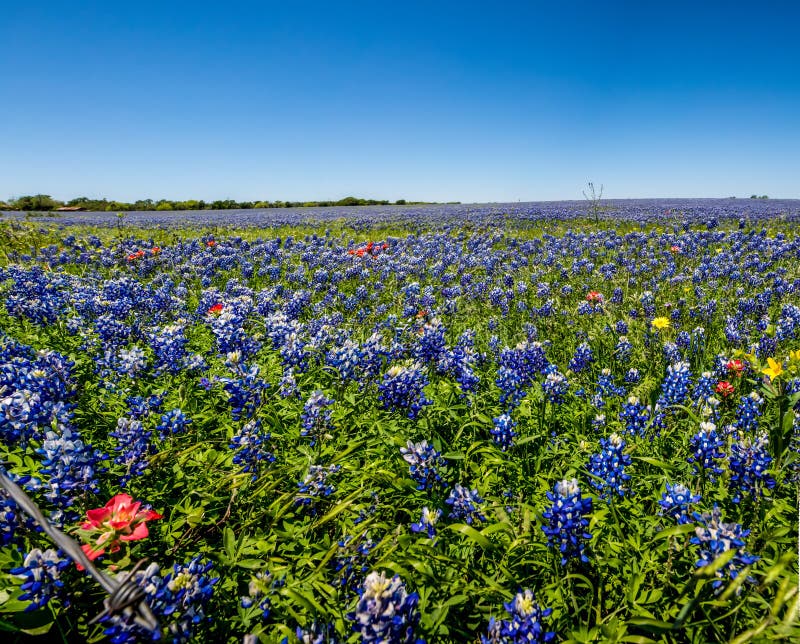 A Panoramic View of a Beautiful Field Full of Texas Bluebonnets Stock ...