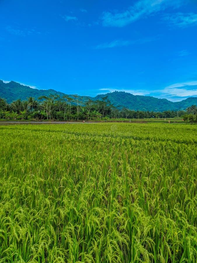 Panoramic View of Beautiful Sunny Rice Fields in Rice Fields with Blue ...