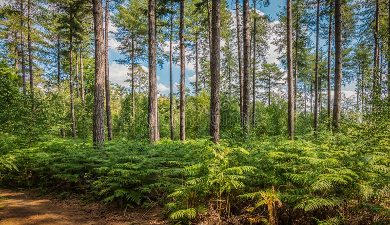 Pine Tree and Fern Forest Landscape. Stock Image - Image of landscape ...