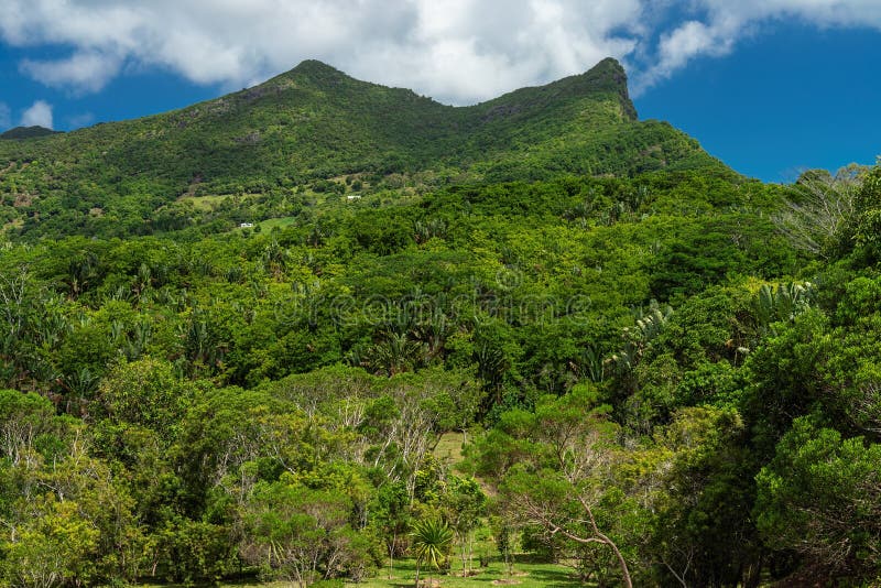 Panoramic View of Black River Gorges National Park, Gorges Viewpoint in ...