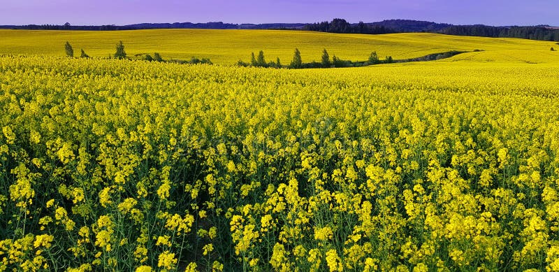 Panorama of Blooming Field. Yellow Spring Country Landscape Stock Photo ...
