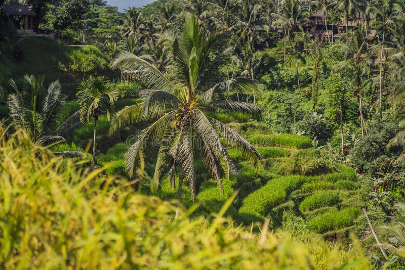 Panoramic View of the Cascading Rice Terraces Stock Photo - Image of ...