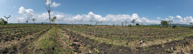 Panoramic View of a Cassava Plantation Field Under a Bright Blue Sky ...
