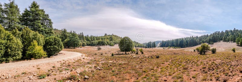 Panoramic View at Cedar Forest in Middle Atlas Mountains - Morocco ...