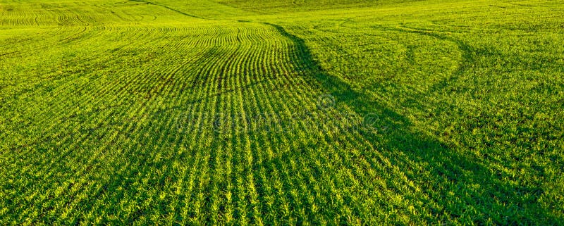 Panoramic View of Cereal Field Rows and Lines of Winter Wheat Sprouts ...