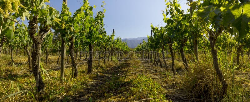 Panoramic Barossa stock image. Image of barn, growth, color - 1332003