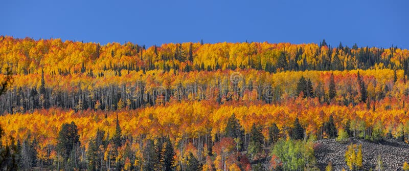 Panoramic View of Colorful Autumn Trees on Mountains in Wasatch ...