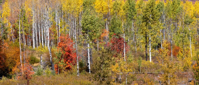 Panoramic View of Colorful Fall Foliage at Snow Basin Resort in Utah ...