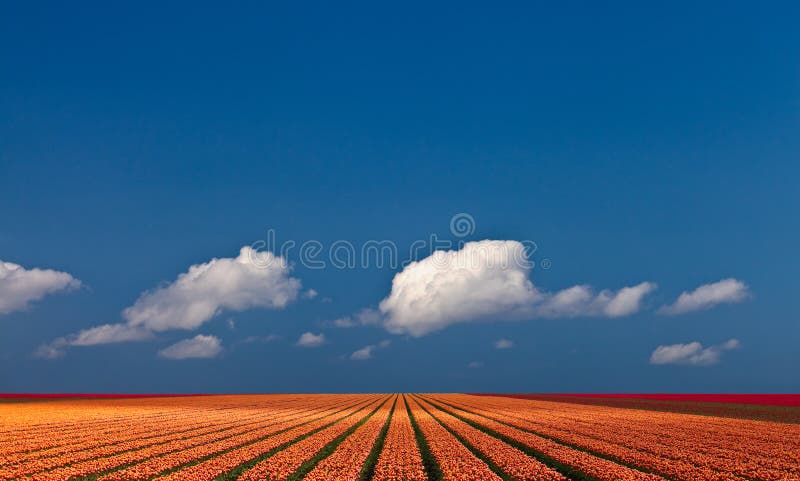Panoramic View of a Colorful Field with Tulips Stock Photo - Image of ...