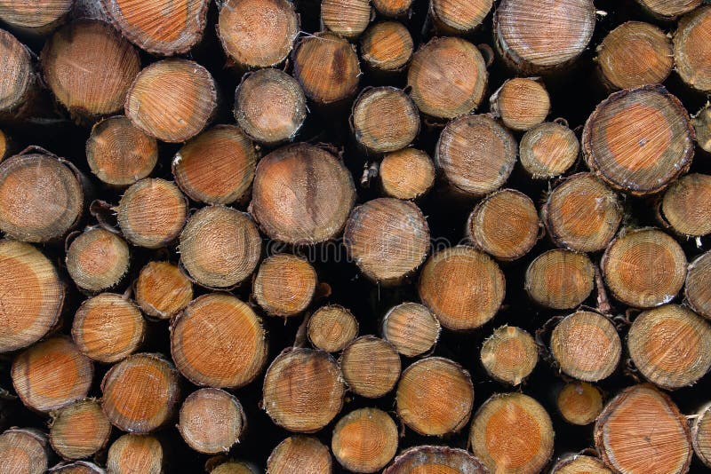 Panoramic View of Cross Section of a Log Pile for Wooden Background ...