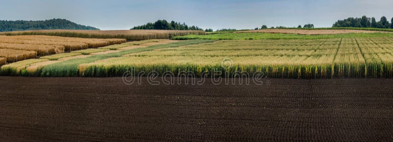 Panoramic View and Cultivated Land in Front, Sectors with Types of ...