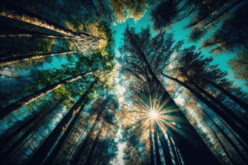 Panoramic View of Dense Forest, with Sounds and Smells of Nature Stock ...