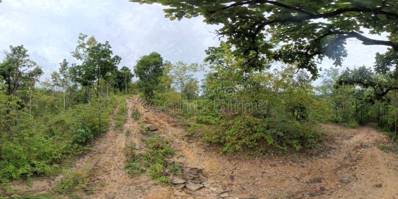 Panoramic View of Deserted Path with Tropical Trees in a Mountain Park ...