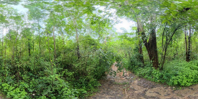 Panoramic View of Deserted Path with Tropical Trees in a Mountain Park ...