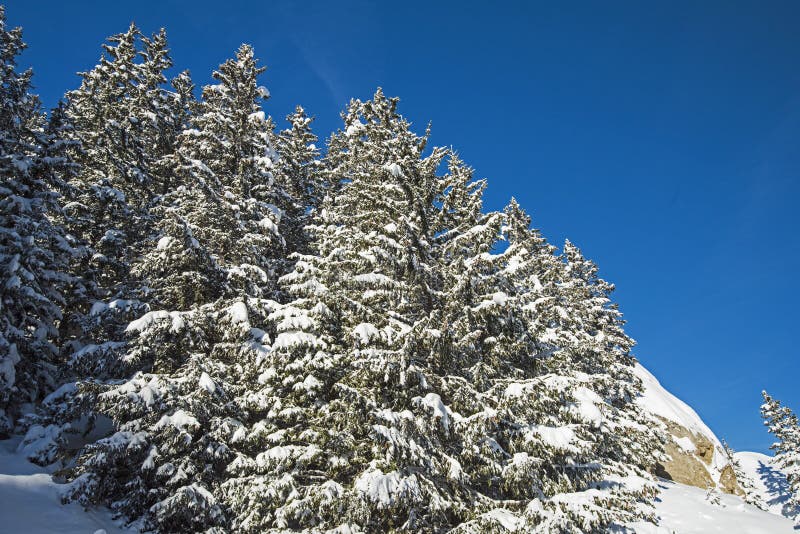Panoramic View Down an Alpine Mountain Valley with Conifer Trees Stock ...