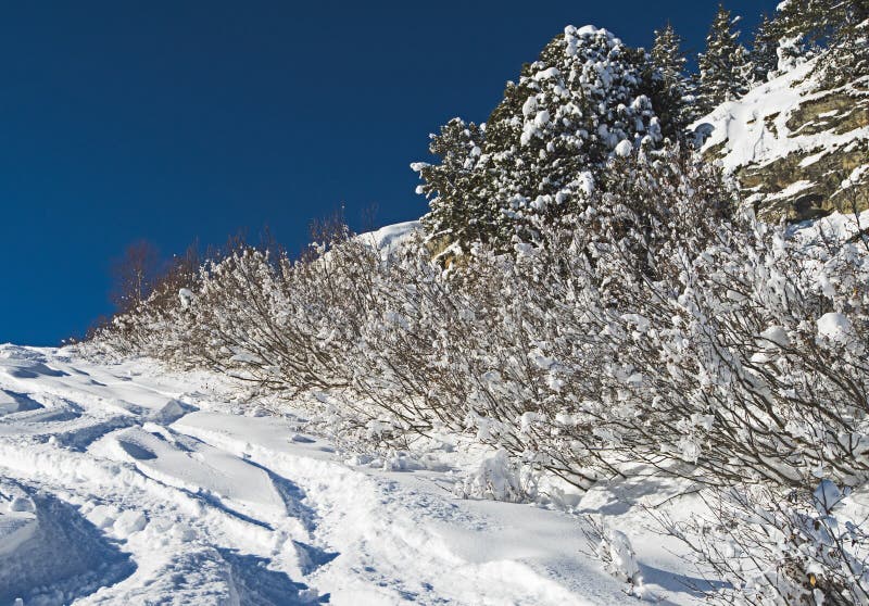 Panoramic View Down an Alpine Mountain Valley with Conifer Trees Stock ...