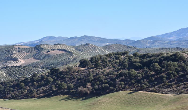 Panoramic View of Extensive Olive Fields Stock Photo - Image of ...