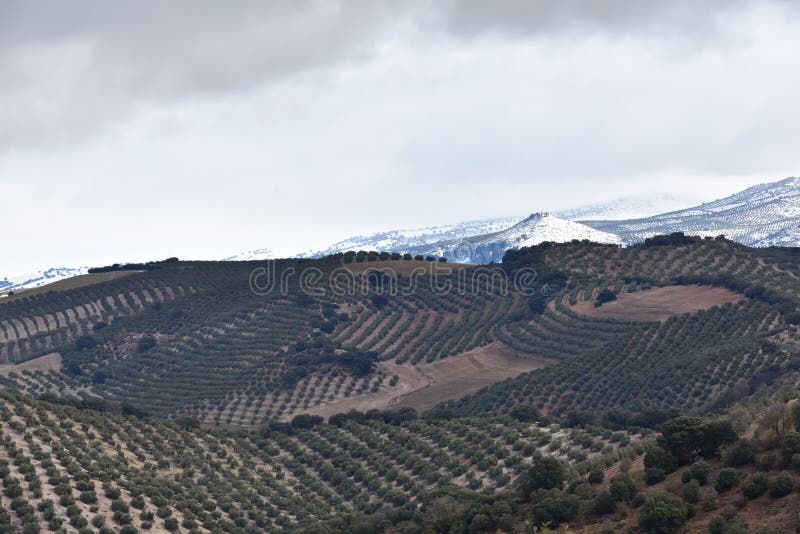 Panoramic View of Extensive Olive Fields after a Winter Snowfall Stock ...
