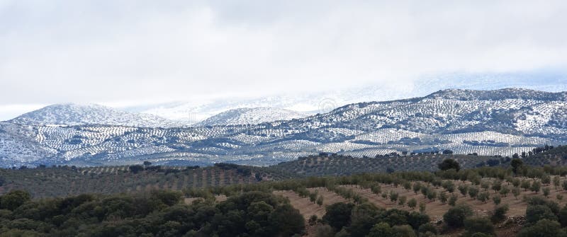 Panoramic View of Extensive Olive Fields after a Winter Snowfall Stock ...