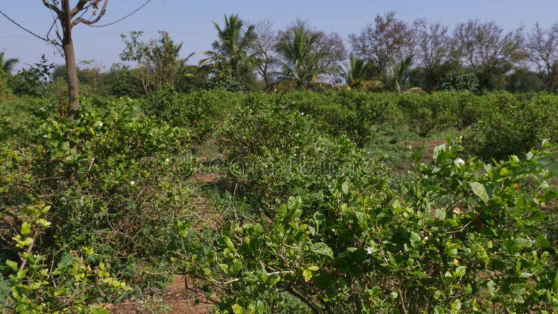 Flower Plantation with Rows and Ground Aisles at Rural Site Stock Video ...