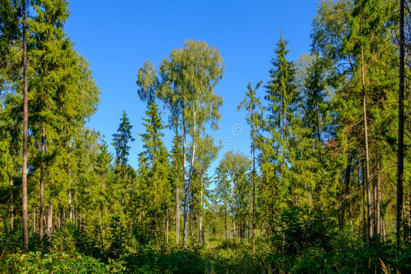 Panoramic View in the Forest Against the Blue Sky. Stock Photo - Image ...