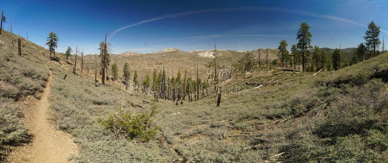 A Panoramic View of a Forest with a Dirt Path Stock Image - Image of ...