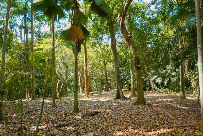 Panoramic View of the Forest Stock Photo - Image of park, horizon ...