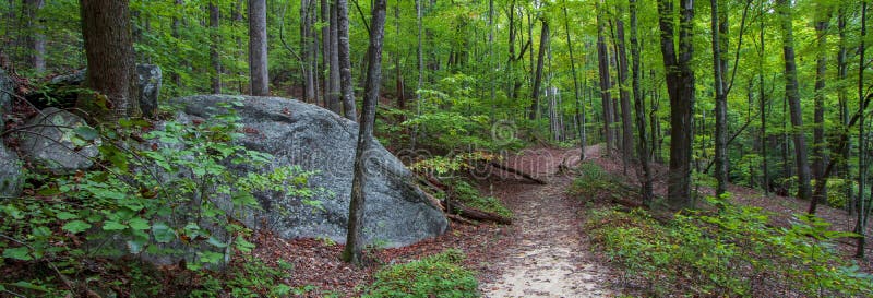 Panoramic View of Forest Path with Lush Green Undergrowth Stock Photo ...
