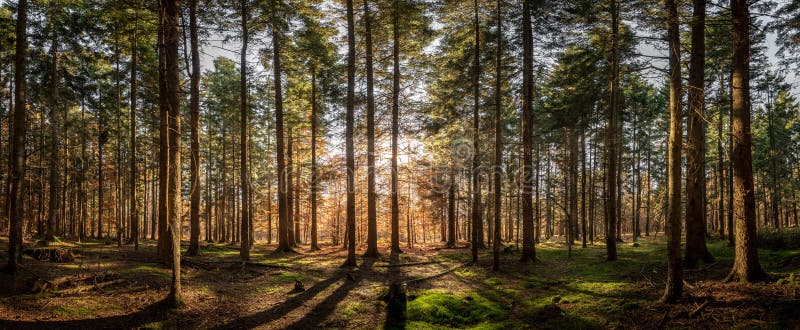 Panoramic View of a Forest with Sunlight Shinning through the Trees ...
